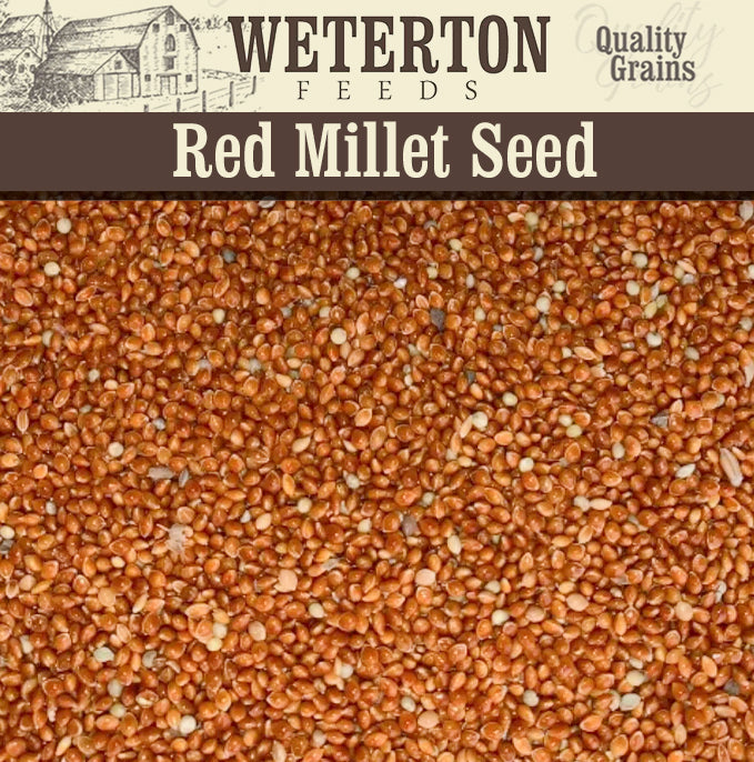 10KG Red Millet Seed – Weterton Feeds